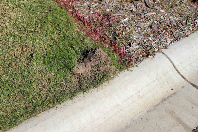 Authorities ramp up fire ants fight, assure bait is safe