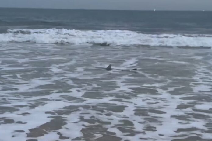 'Stunned’: shark filmed in shallows at popular beach