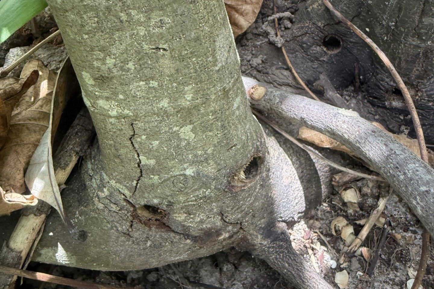 Deliberate tree poisoning devastates beach ecosystem