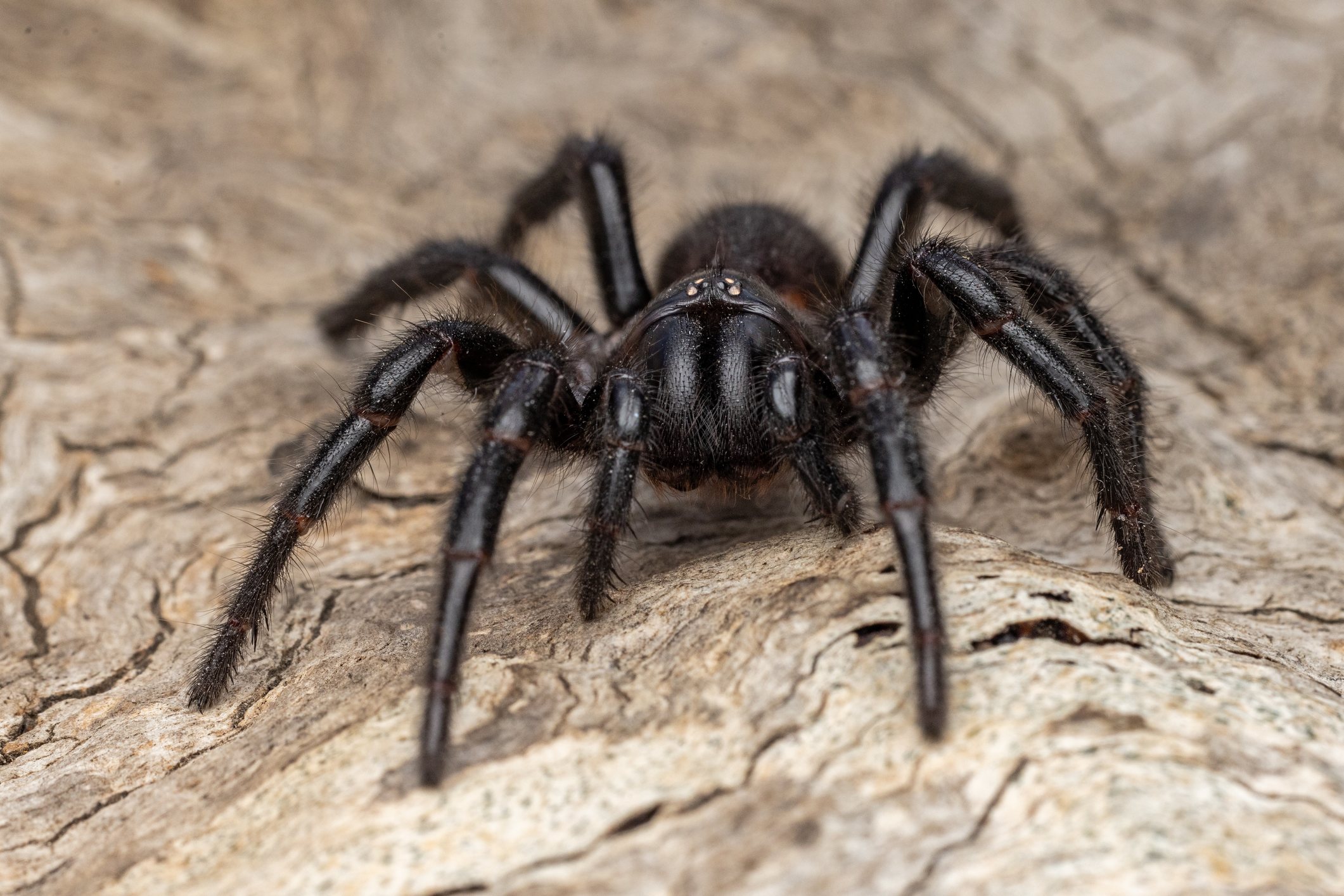 K'gari spider venom spawns heart attack and stroke drug