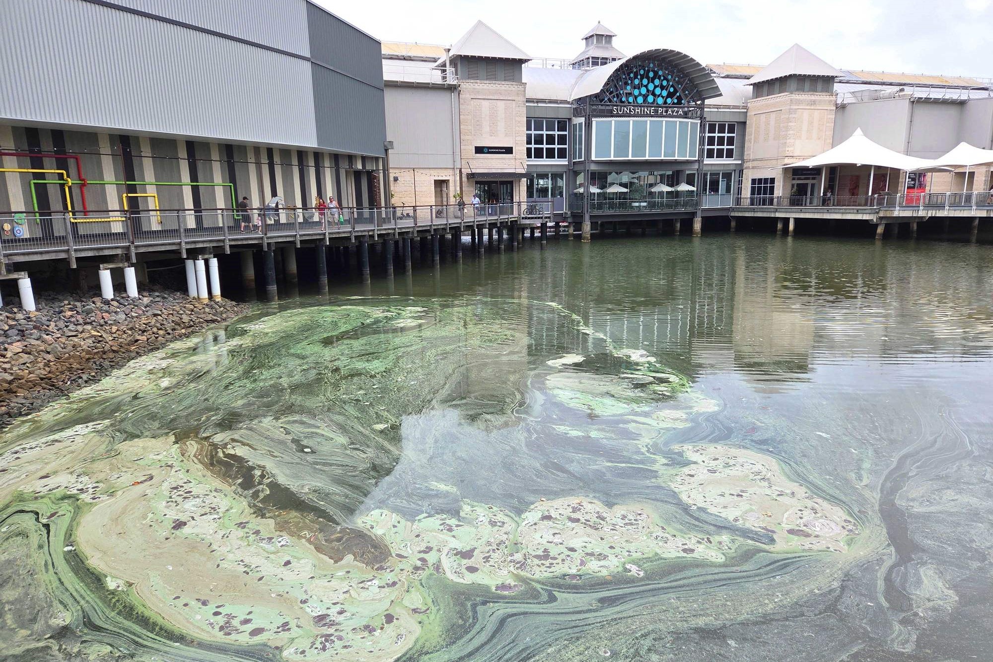 Green, smelly 'sea sawdust' invades waterways