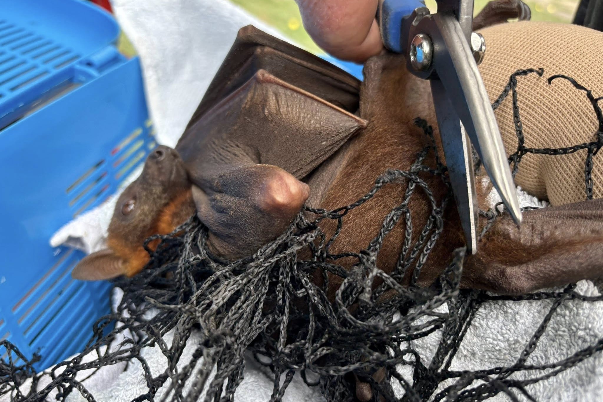 Dozens of flying foxes killed in golf club netting