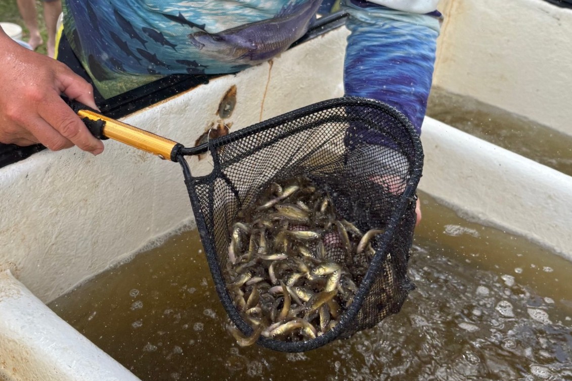 22-year-old ‘living fossil’ fish caught at Coast dam