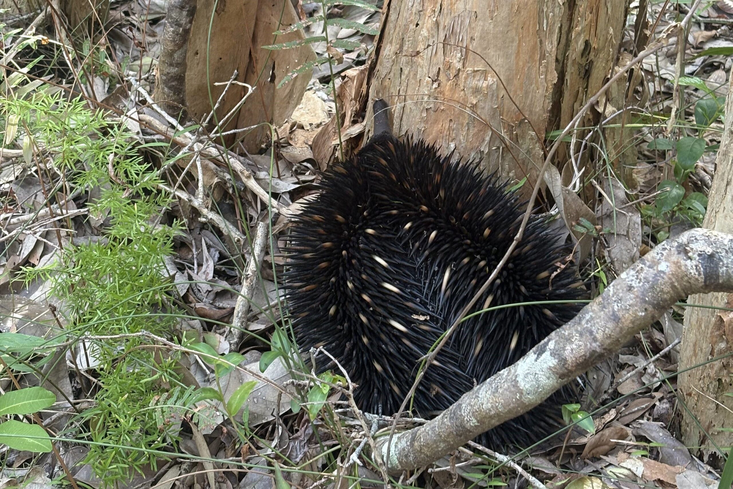 Photo of the day: prickly guy