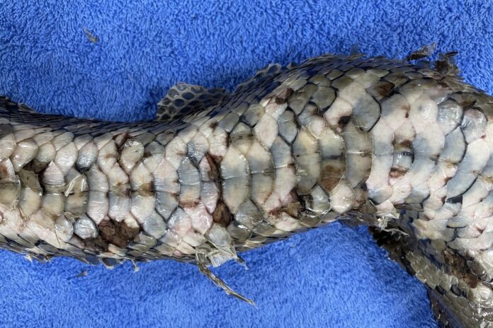 Snake catchers issue disease alert